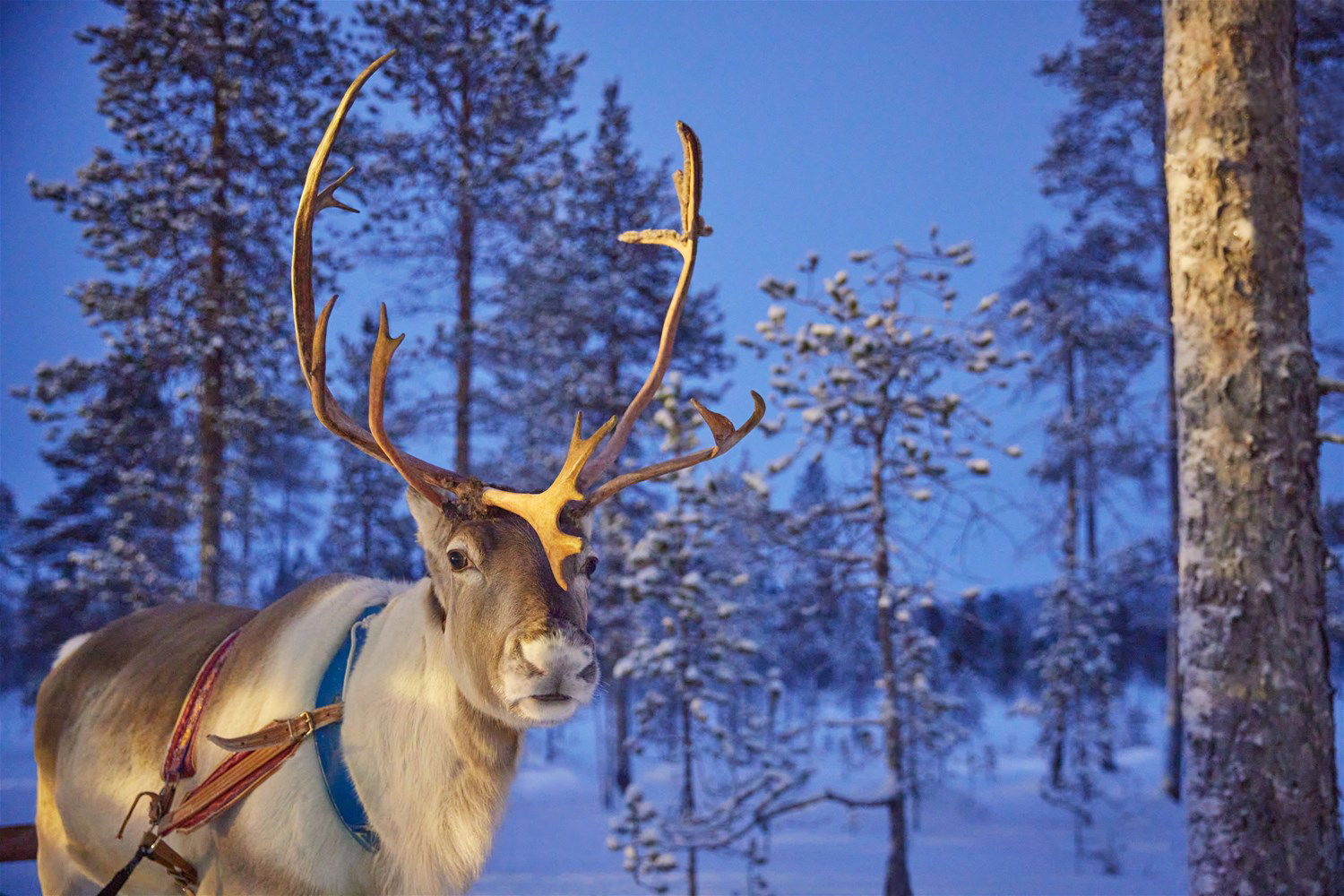 Santa's Magic Lapland Break | Trailfinders
