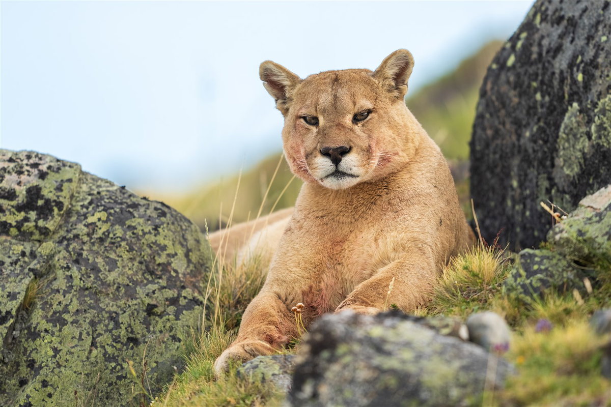 Puma Tracking in Torres del Paine National Park | Trailfinders