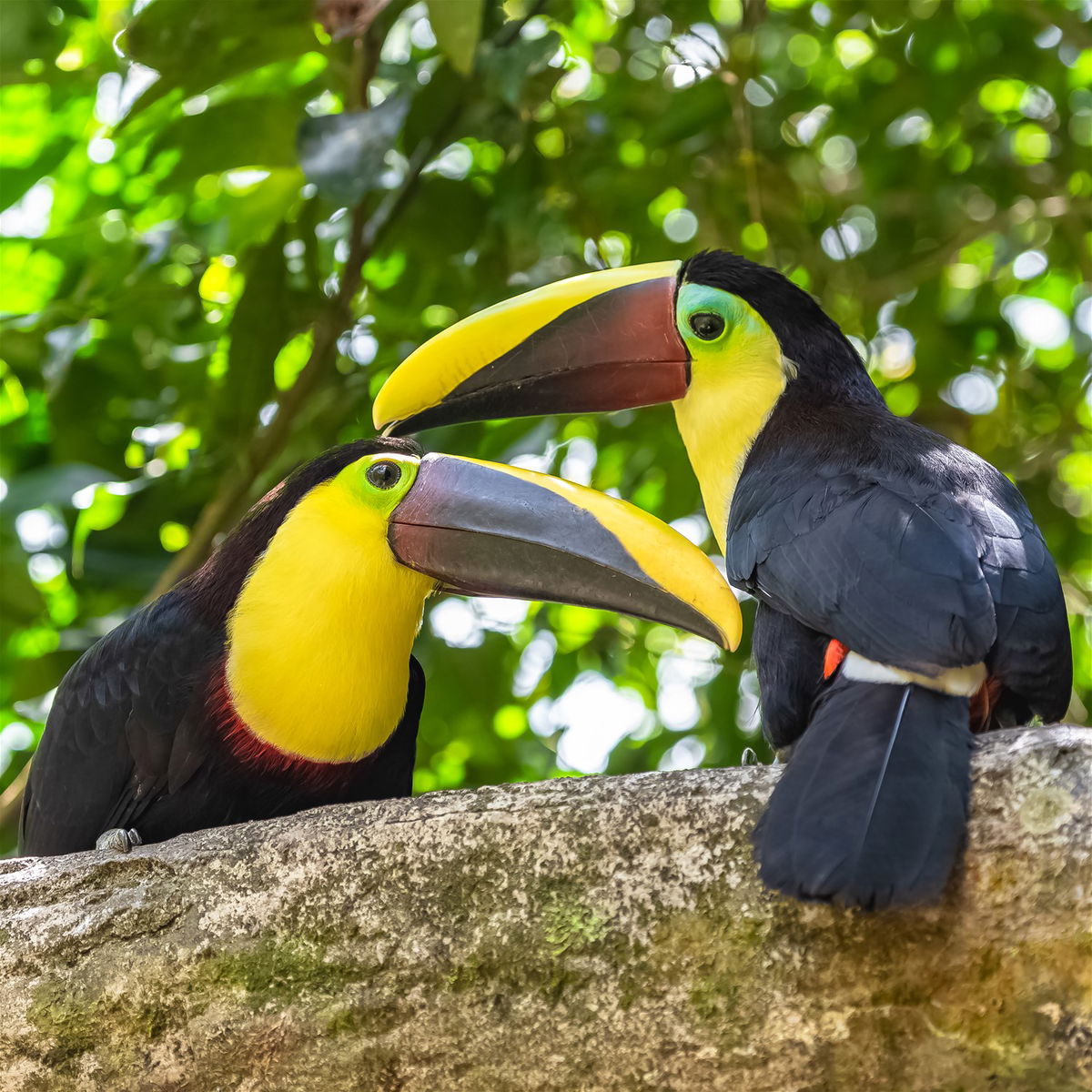 Toucans, Tree Tops & Beach Time | Trailfinders